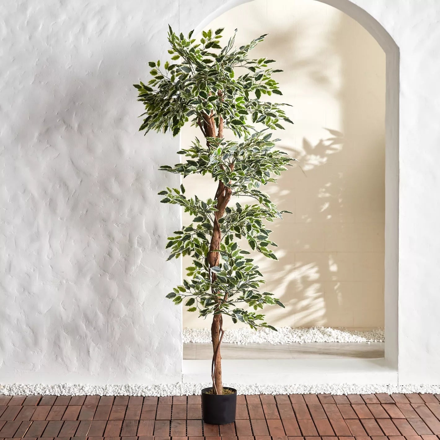 Order Ficus Tree in Pot - 180 cm Now! | Jomla.ae